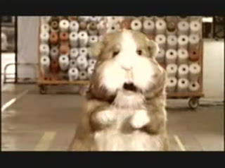 agua de manzana: el cuy mágico y su prima la rata