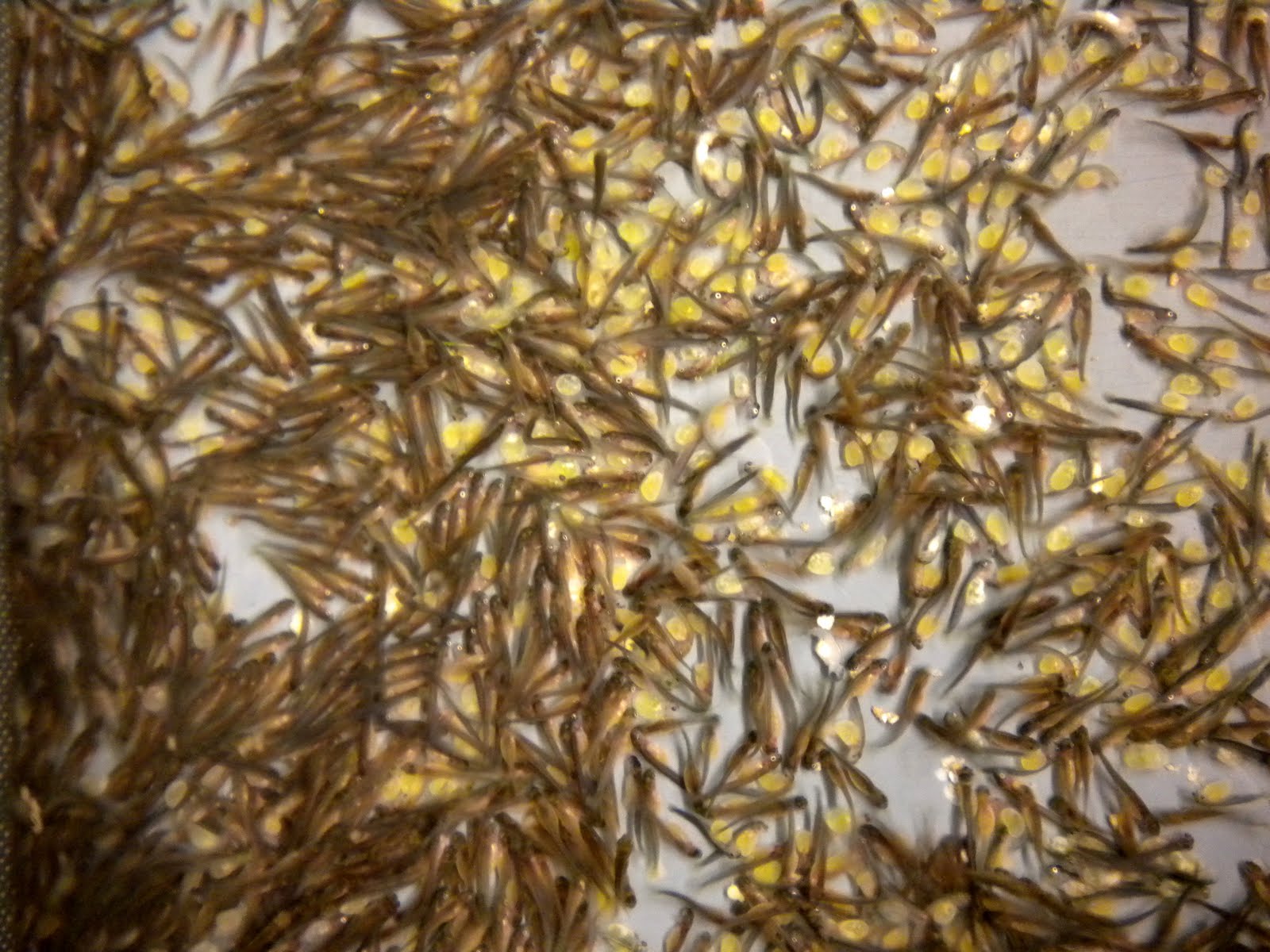 Boho in the 'Burbs: Doc Holliday and the Two-Headed Fish: A Visit to ...