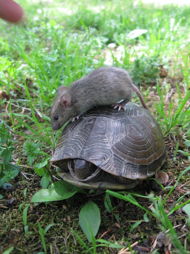 Matthew Fels: Mouse and Turtle