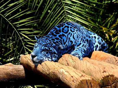 EIMPERATRIZ: Tigre azul