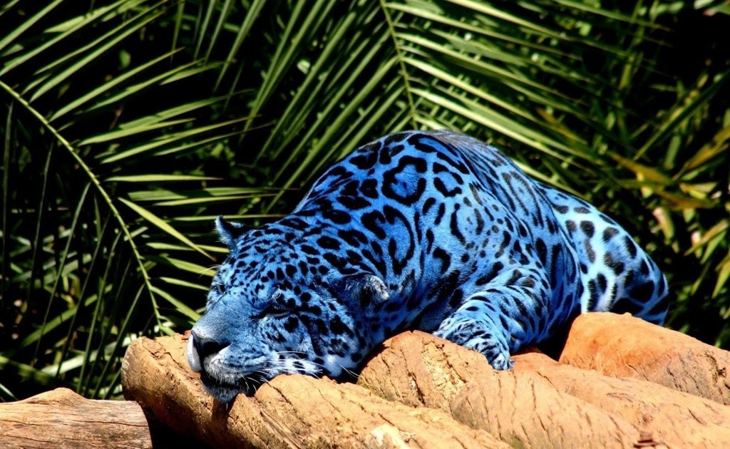 EIMPERATRIZ: Tigre azul