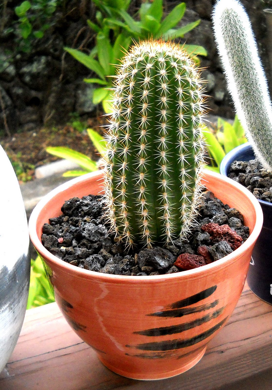 The Flat Tire: Weekend Cactus Update!