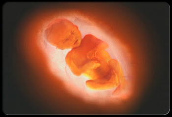 Shtatzenia ime:-): Zhvillimi i bebes/fetusit muaj pas muaji (Trimestri ...