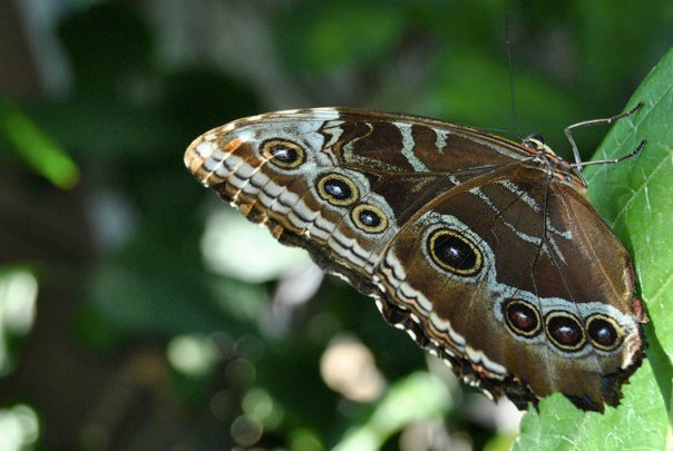 Little House in the Ozarks: Butterflies of Omaha's Henry Doorly Zoo