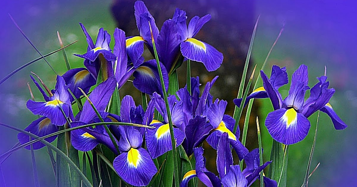 Descargando la Memoria/Unloading the Memory: Des Iris: La foto 1200 x ...