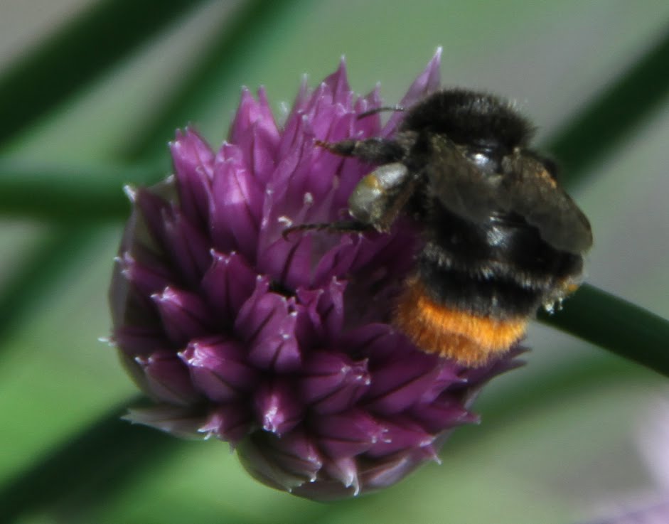 Photographer's Garden: BANK HOLIDAY BEES