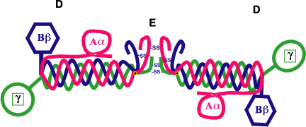 importancia de albuminas y globulinas: globulinas mas importantes.