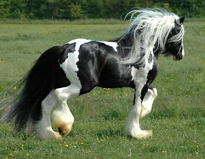Triskele Valentine: The Irish Gypsy Cob