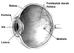 Alat-alat Optik: Mata (Fisika) - Semoga Bermanfaat