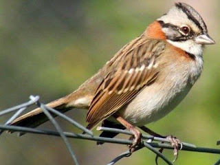 leyendas: El chingolo