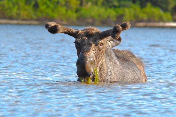 Lyn Scott's Photo Blog: Fishing Moose at Moosehead Lake in Maine