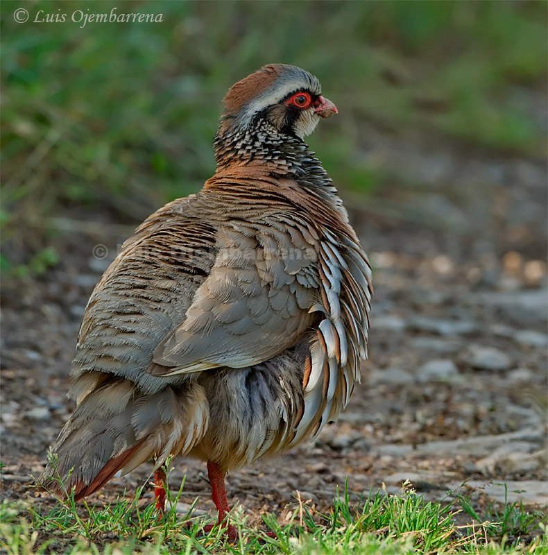 Aves del Valle de Mena: Perdiz Común