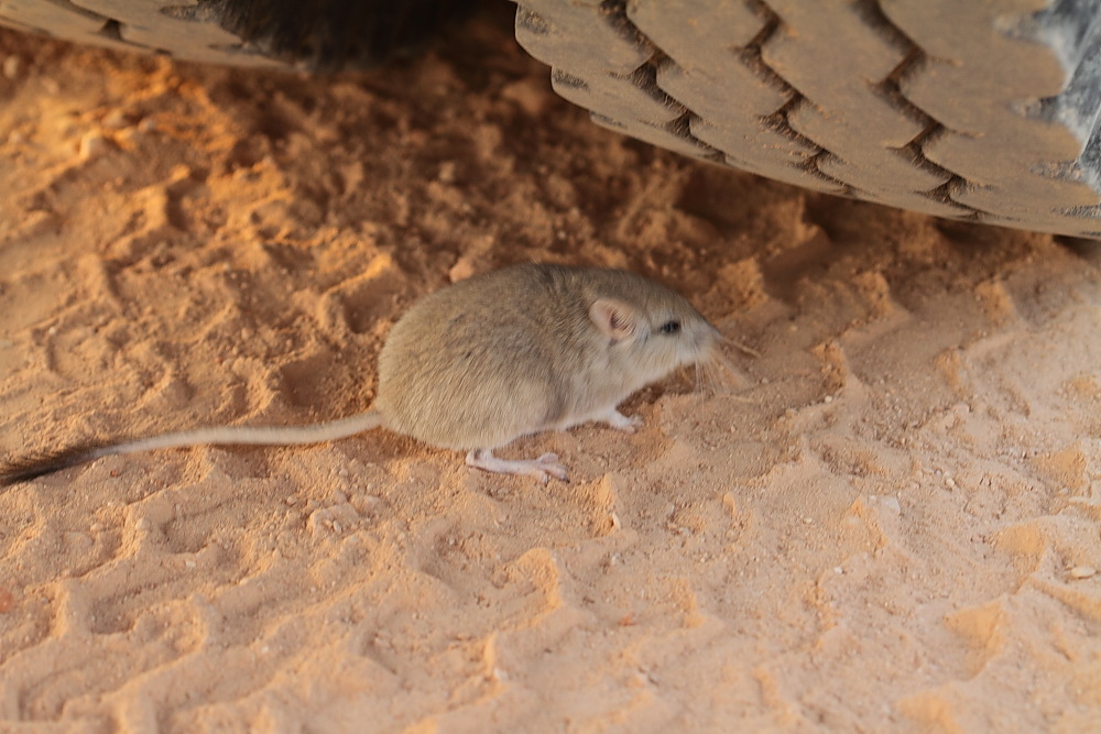 Birding in Korea 3: Rescue of Desert Gerbil