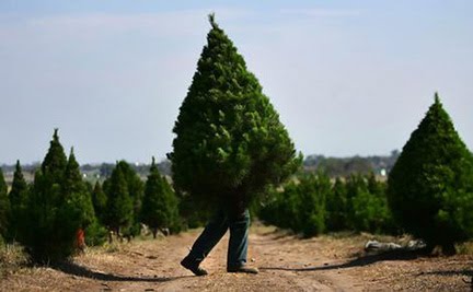 Top 10 Unbelievable Facts About Plants