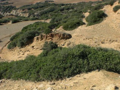 POMARICO HD: MEDITERRANEAN SCRUB