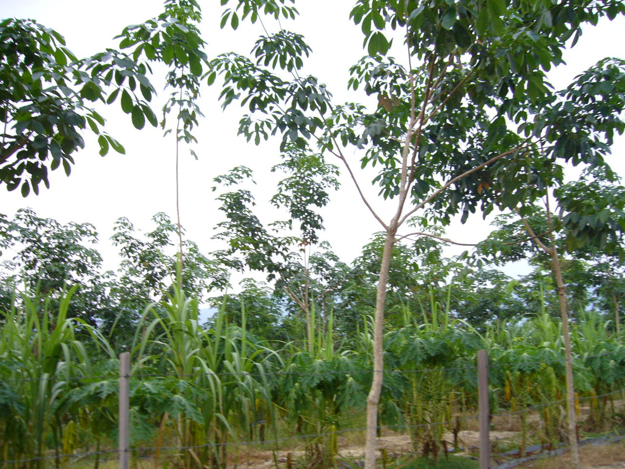 Projek Tanaman Semula Berkelompok Sungai Layang, Rembau,Negeri Sembilan ...