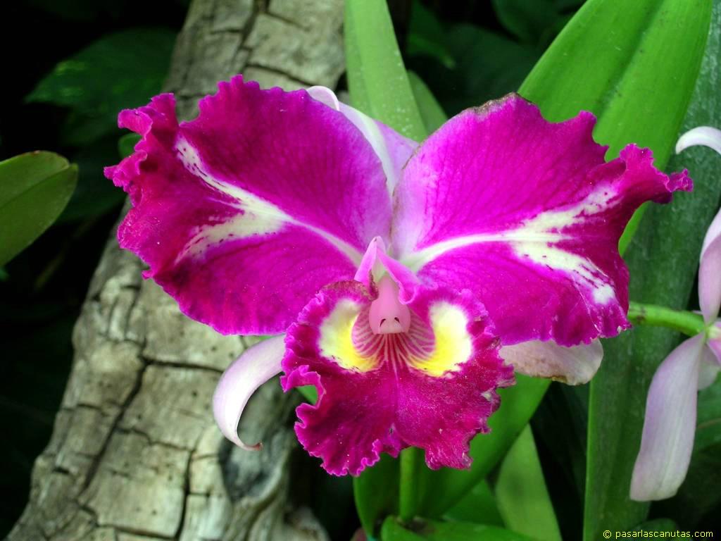 FLORA DEL PERU Y DEL MUNDO