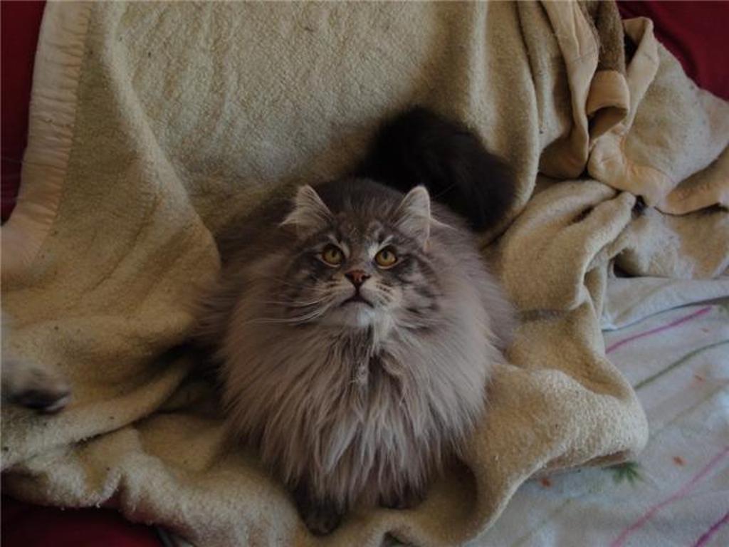 Gatil de Weggie Land - Criadores de Bosques da Noruega: APOLLO DE ...