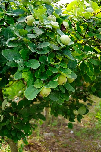 Buah SAFARJAL: Tanaman Buah SAFARJAL
