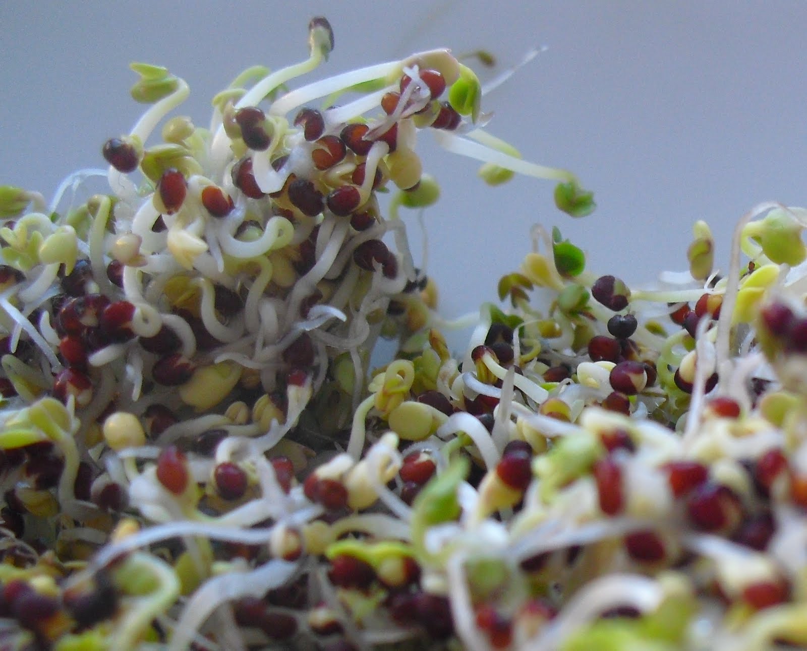 Mauerblumen: Sprossen - Gärtnern im Januar