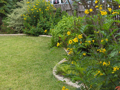 Aurora Primavera: Can someone please hybridize a white Tecoma Stans?