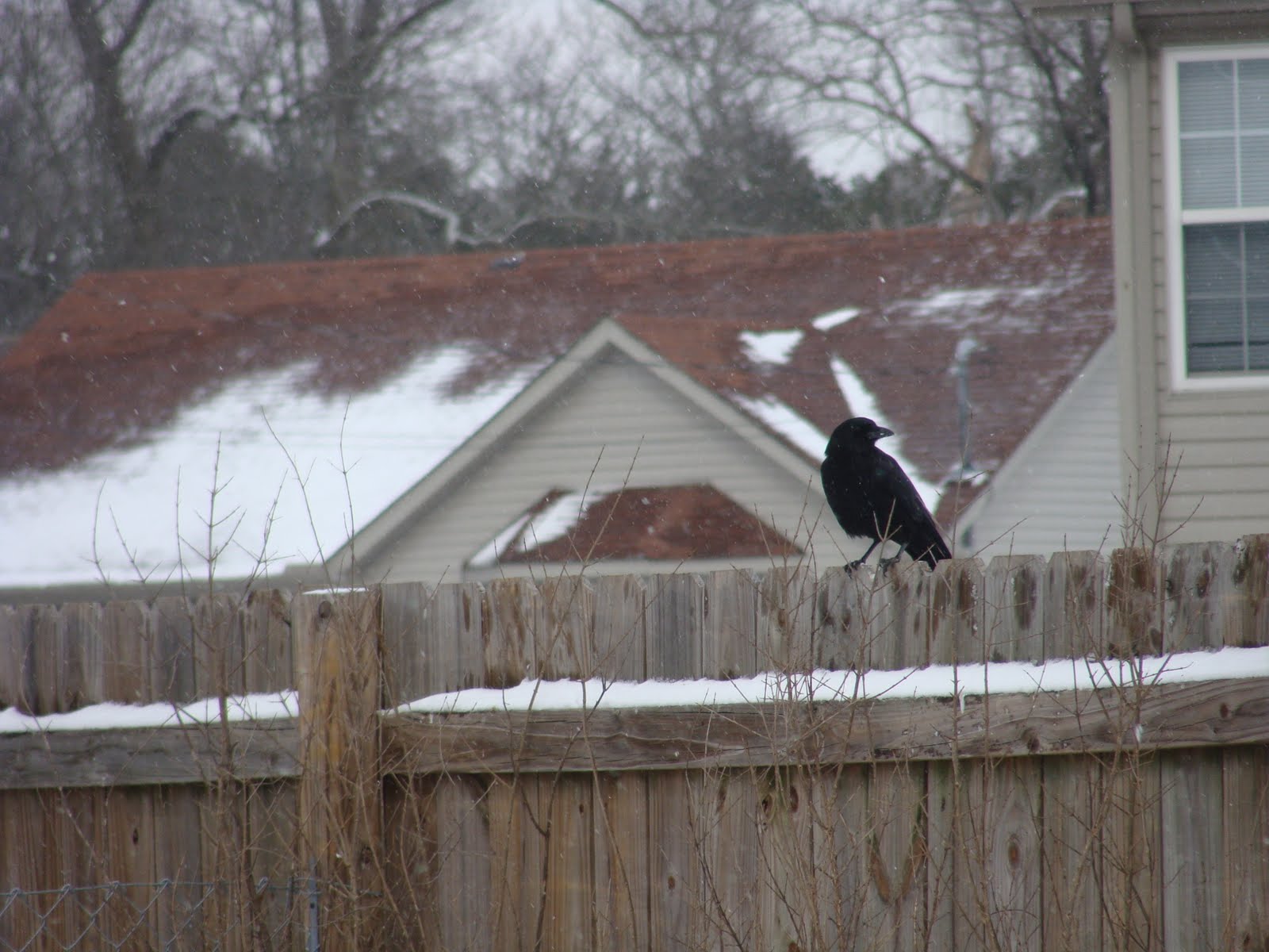 Tennessee Backyard Birds: American Crow