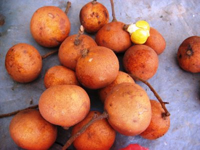 Something2Share: Buah Tampoi, Exotic Wild Jungle Fruit.