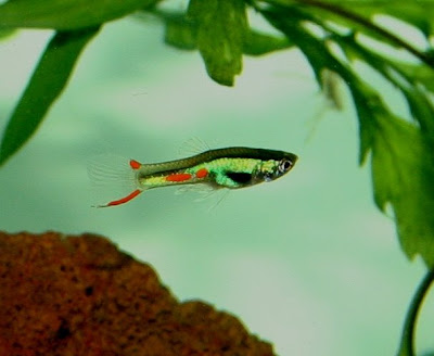 Leo's Aquarium: De Ervaringen van Janco de Jong met zijn Endlers.