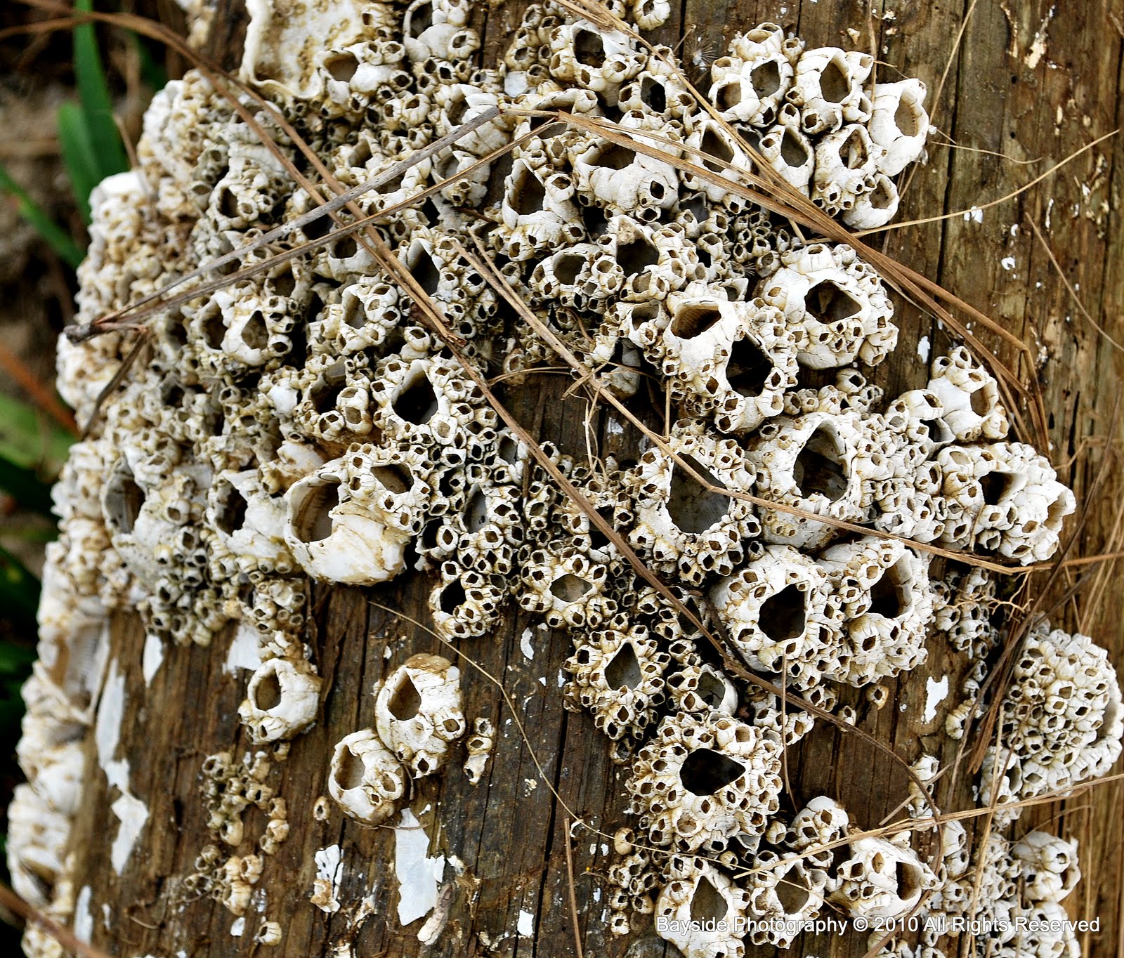 CT on the BAY: BARNACLES