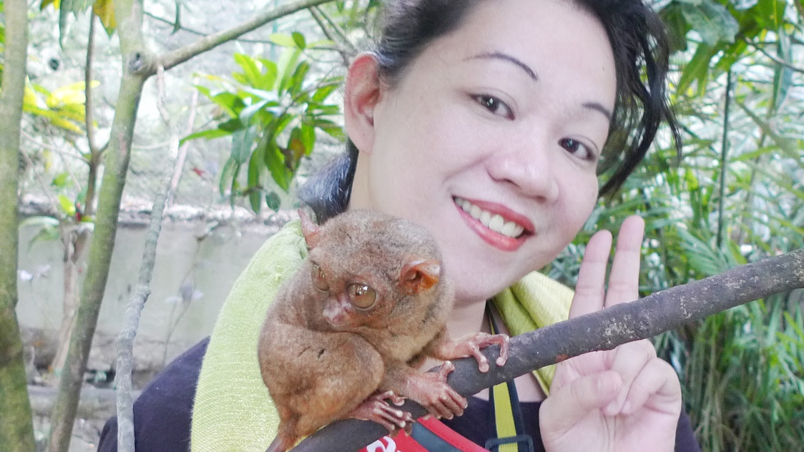 BOHOL TARSIER- WORLD'S SMALLEST PRIMATE ~ Travel, Photographs and Lifestyle