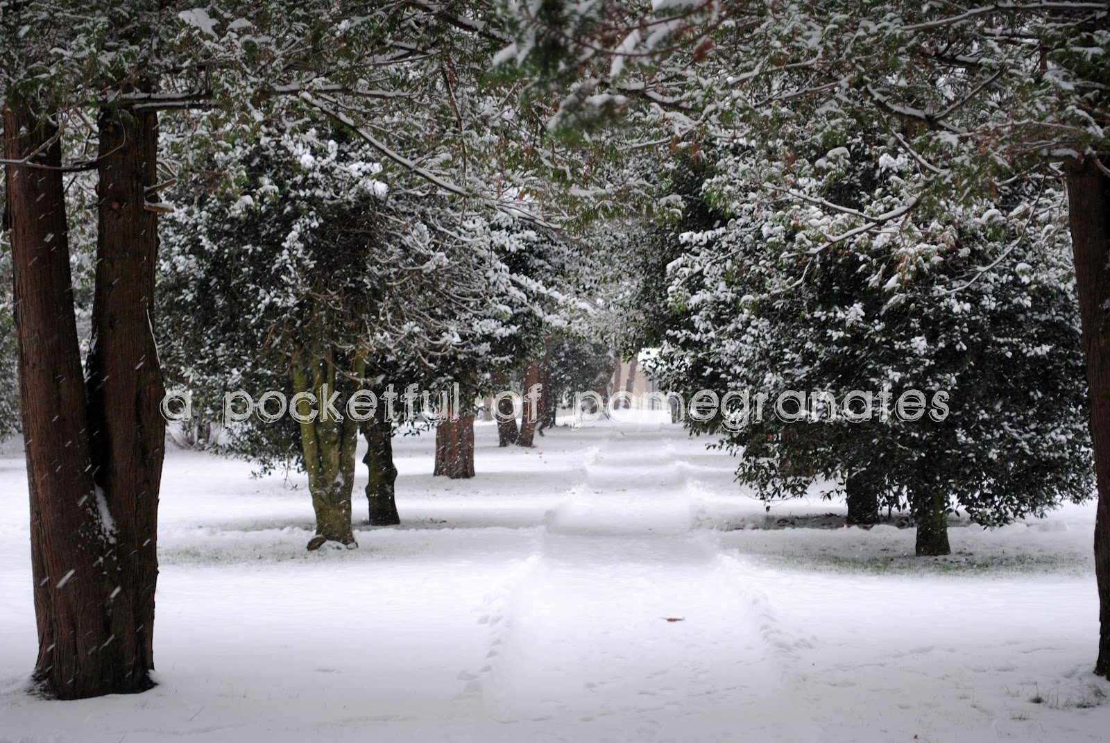 a pocketful of pomegranates: November 2010