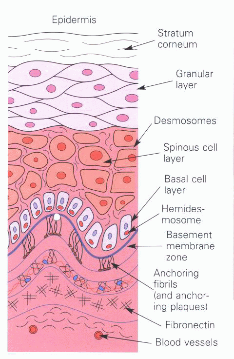 NICA Zaa: CELLS BY Engprai