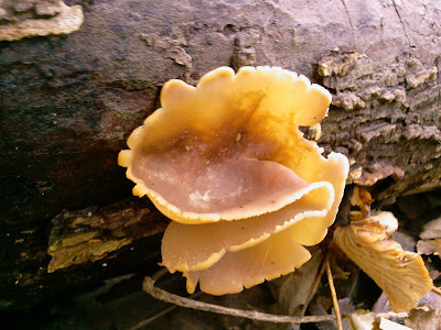 LOOSE AND LEAFY in DORSET: THE NEW LINNAEUS