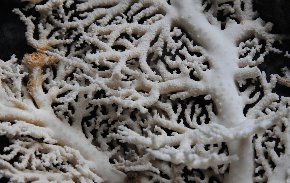 COALESCE: Coral forms