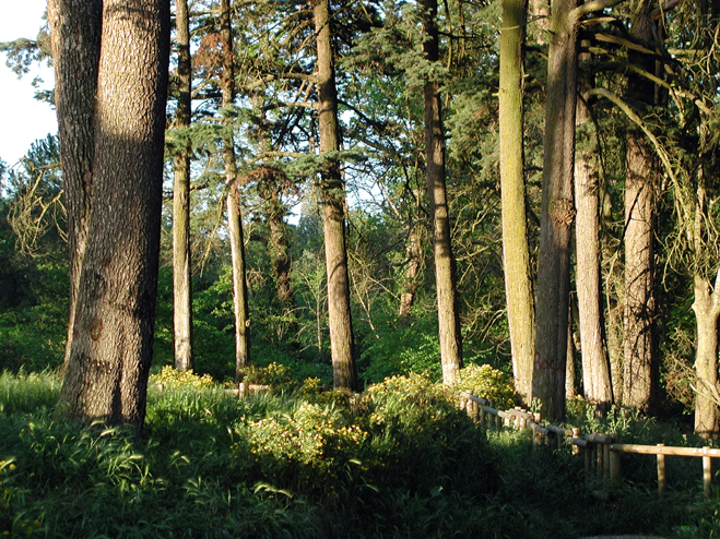 EFREN: DESARROLLO FORESTAL