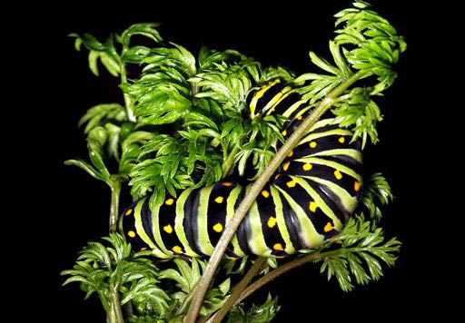 Laman Agro @ Sains Pertanian: Penyamaran Sang Beluncas
