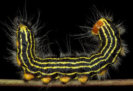 Laman Agro @ Sains Pertanian: Penyamaran Sang Beluncas