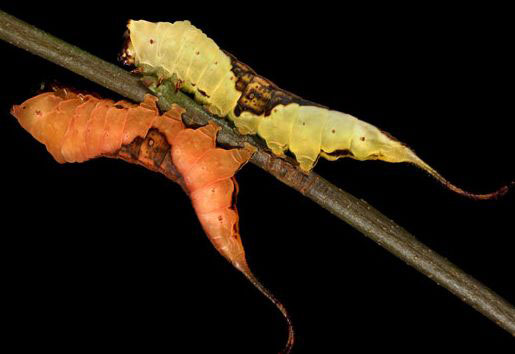 Laman Agro @ Sains Pertanian: Penyamaran Sang Beluncas