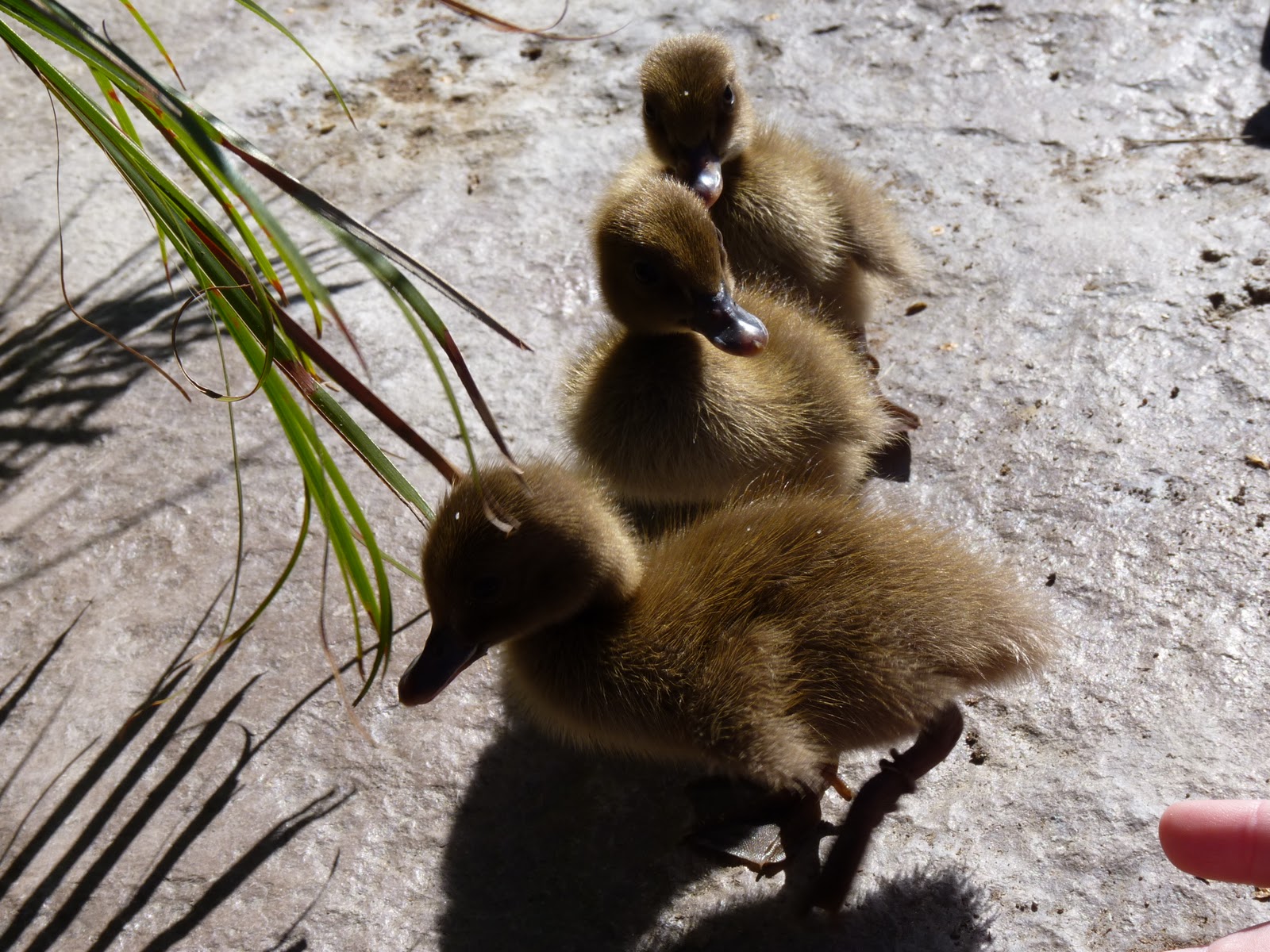 Country Girlie: ALMOST ALL MY DUCKLINGS IN A ROW - Duckling Care