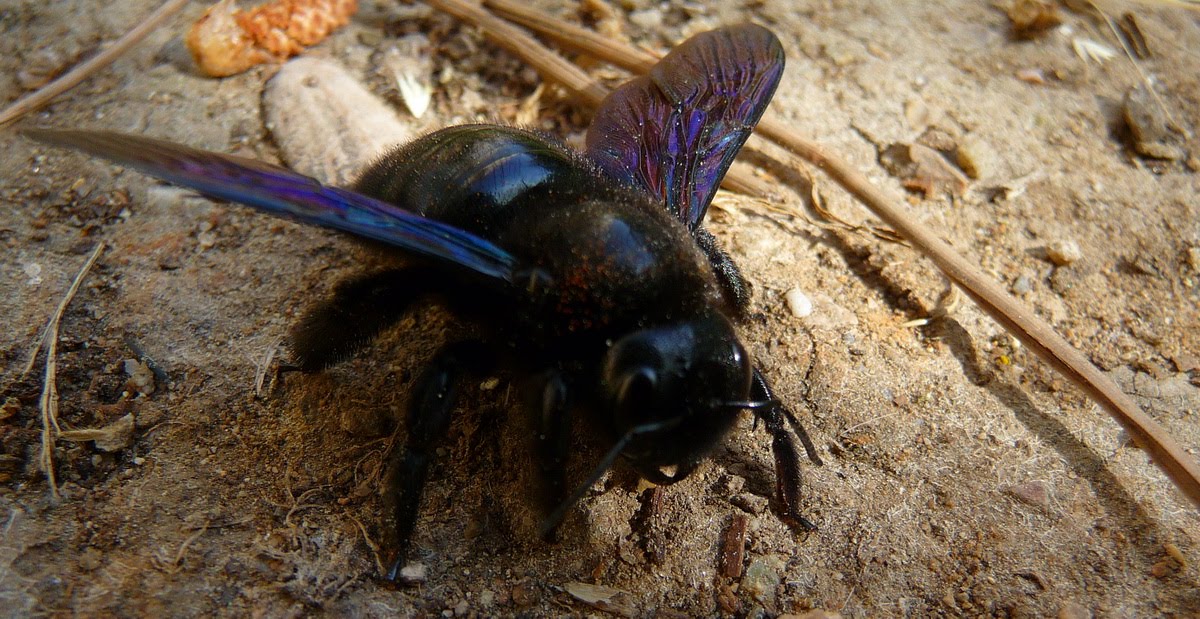 Renato PhotoBlog: Xylocopa violacea