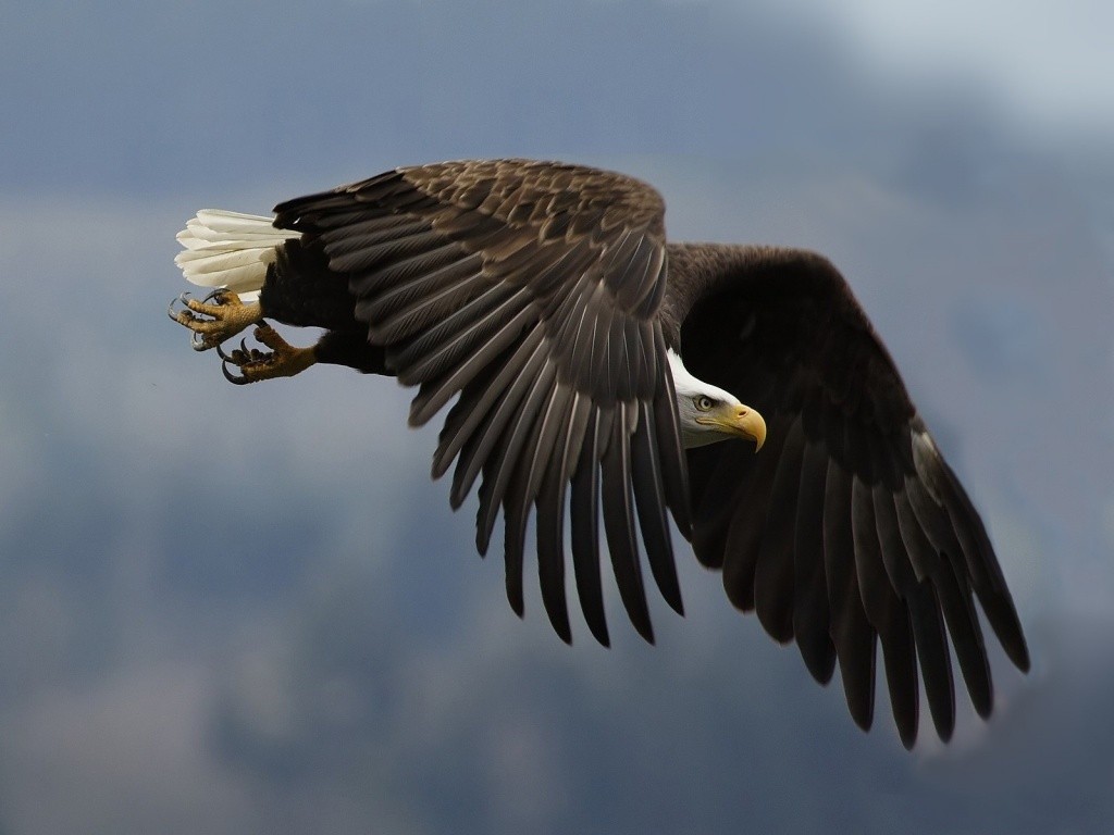 Flying Eagle Photo Wallpaper - Cool Pics!