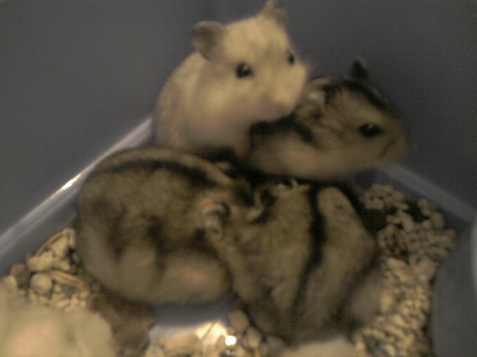 Porquinhos da Índia Hamsters