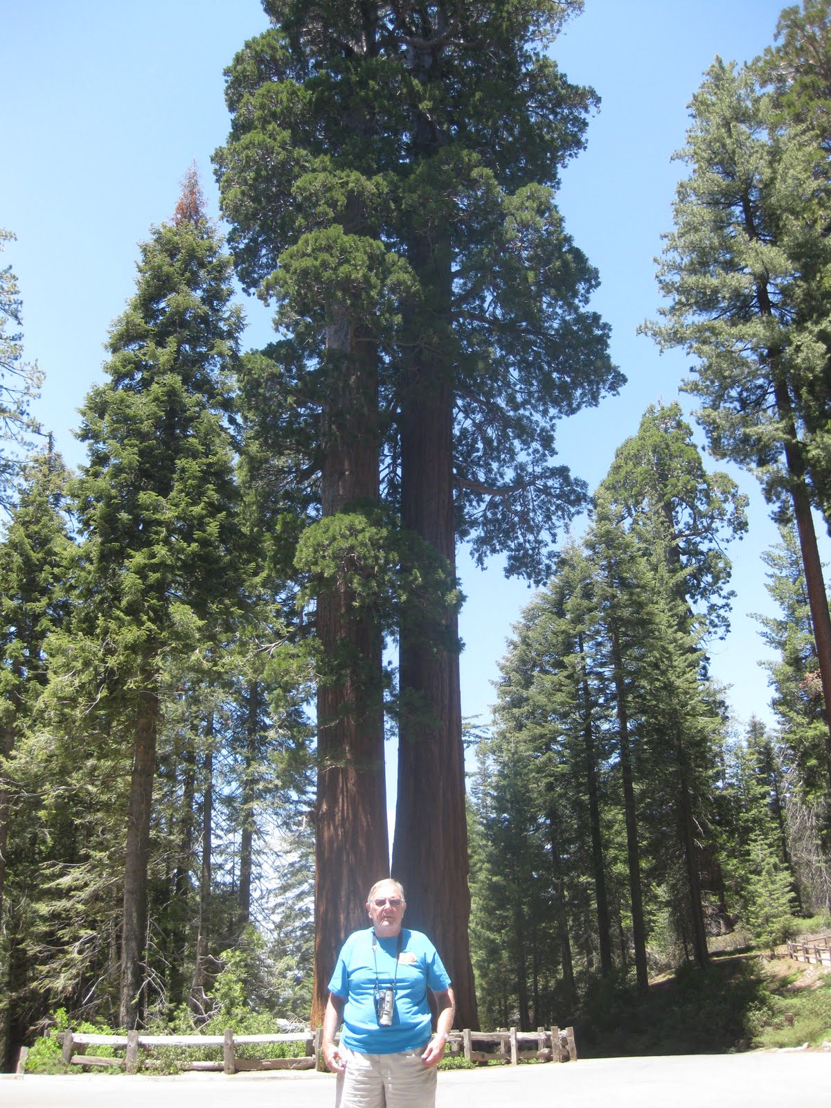 LeRoux's On The Road Again: Tallest trees in the world