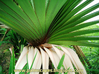 PalmScapes: The Red Edged Pandanus