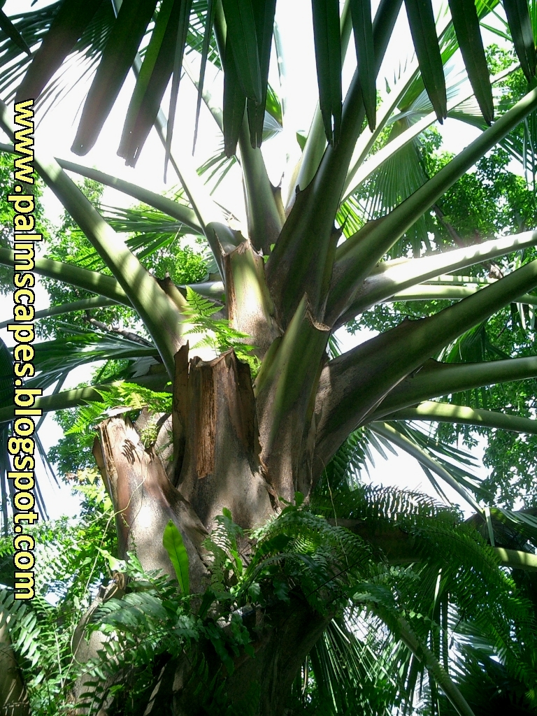 PalmScapes: The Talipot Palm