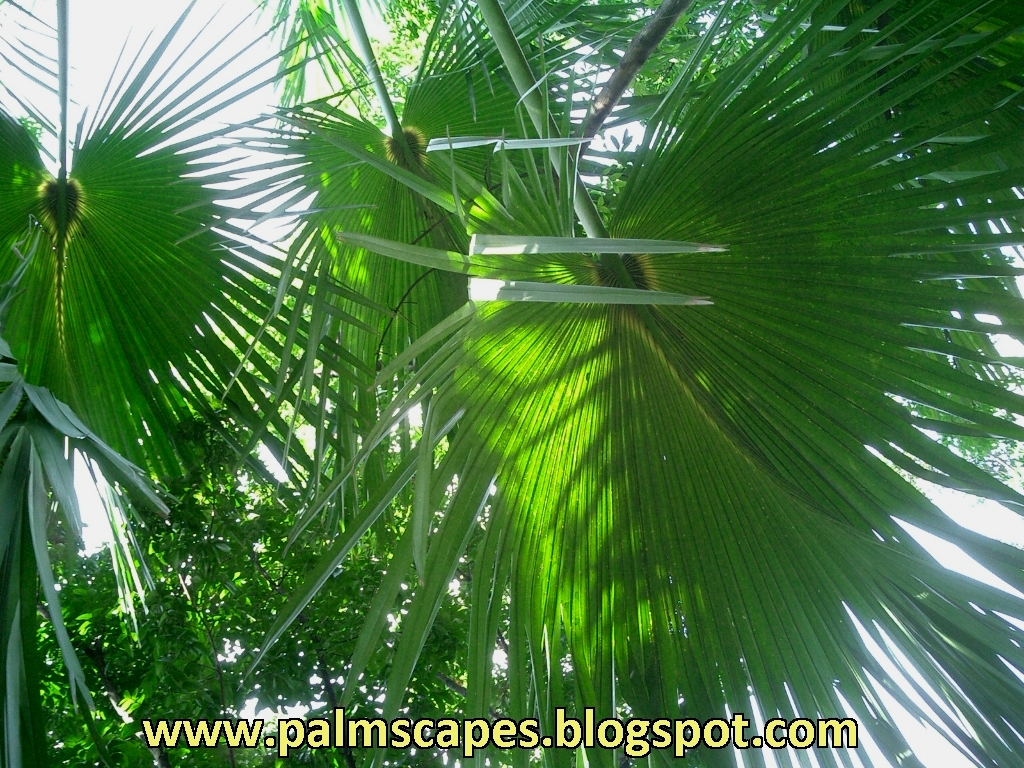 PalmScapes: The Talipot Palm