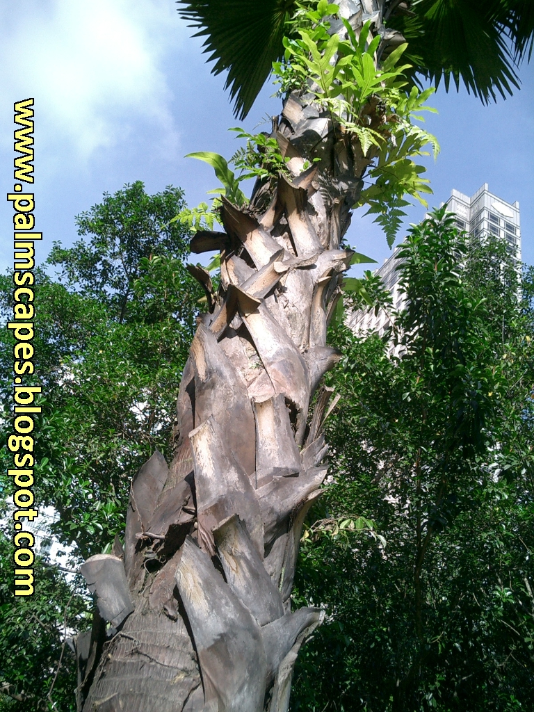 PalmScapes: The Asian Palmyra Palm #2