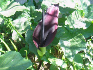 Como nos cambia la vida: CALAS NEGRAS