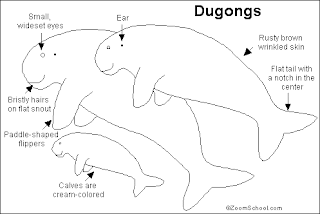 Facts On Dugong