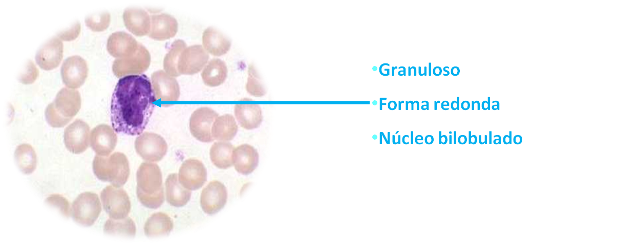 LABORATORIO DE HISTOLOGÍA